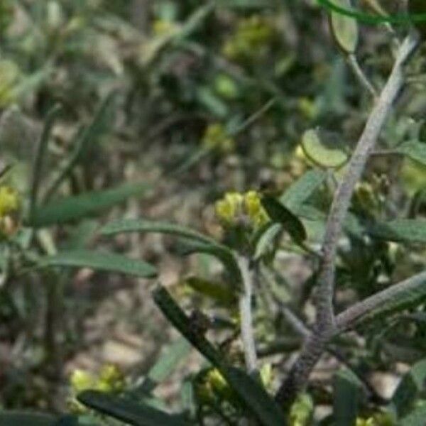 Meniocus Linifolius Plant Care & How to Grow, Water