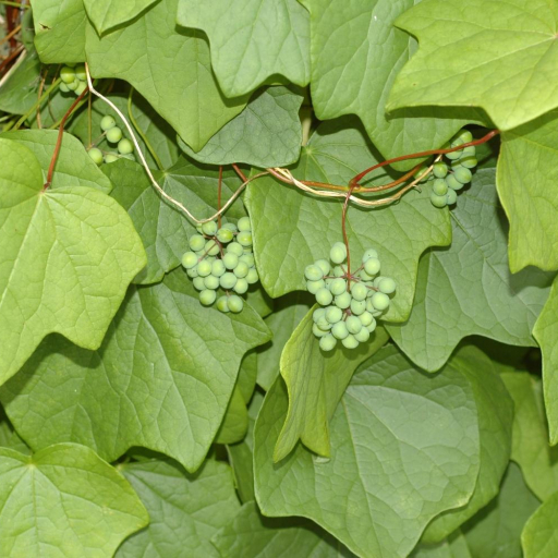 Moonseed (Menispermum Canadense) Plant Care & How to Grow, Water