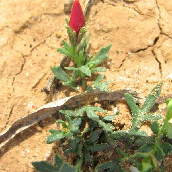 Low Menodora (Menodora Heterophylla) Plant Care & How to Grow, Water