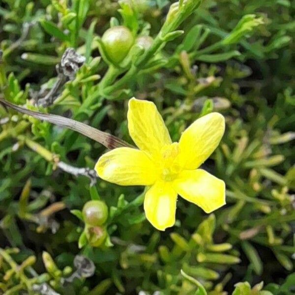 Menodora Integrifolia Plant Care & How to Grow, Water