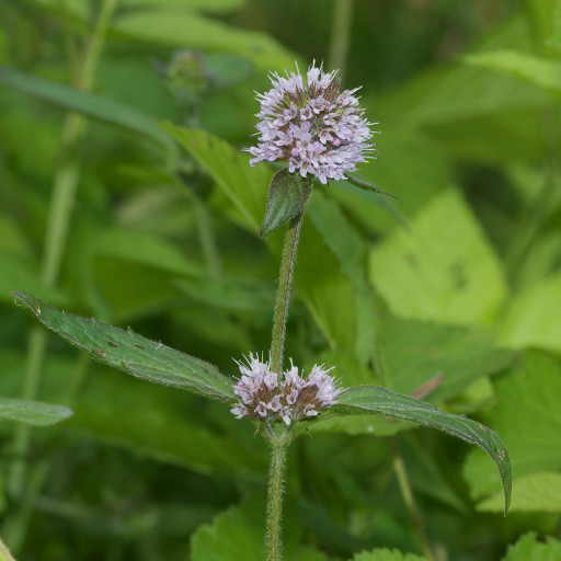 Water Mint (Mentha Aquatica) Plant Care & How to Grow, Water