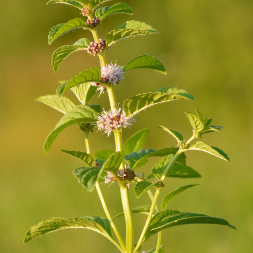 Wild Mint (Mentha Arvensis) Plant Care & How to Grow, Water