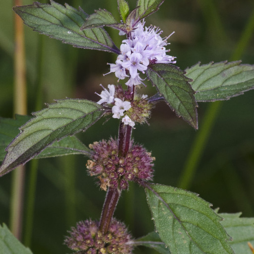 American Corn Mint (Mentha Canadensis) Plant Care & How to Grow, Water