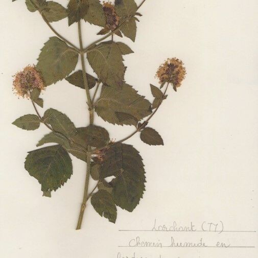 Mentha Dumetorum (Mentha × Dumetorum) Care Guide: Water, Soil ...