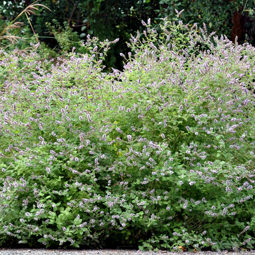 Mentha Gattefossei Care Guide: Water, Soil & Propagation - Plantiary