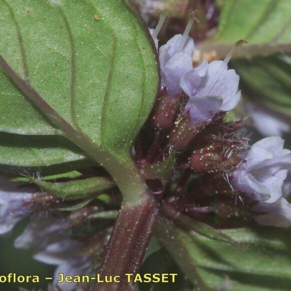 Bushy Mint (Mentha × Gracilis) Care Guide: Water, Soil & Propagation ...