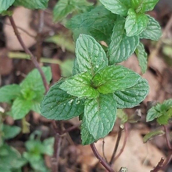Mentha Japonica Care Guide: Water, Soil & Propagation - Plantiary