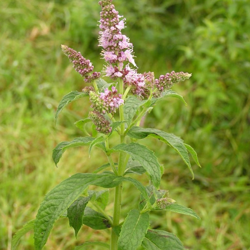 Biblical Mint (Mentha Longifolia) Plant Care & How to Grow, Water