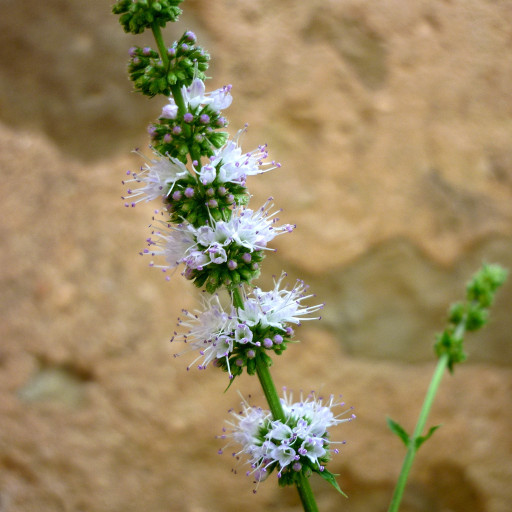 Spearmint (Mentha Spicata) Plant Care & How to Grow, Water