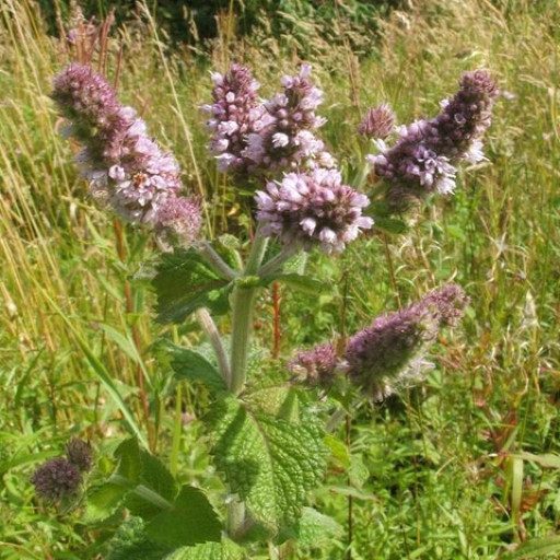 Mojito Mint (Mentha Villosa) Plant Care & How to Grow, Water