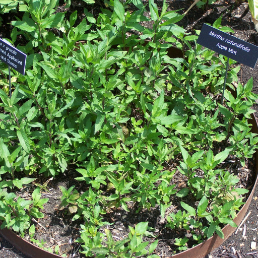 Ginger Mint (Mentha X Gracilis) Plant Care & How to Grow, Water