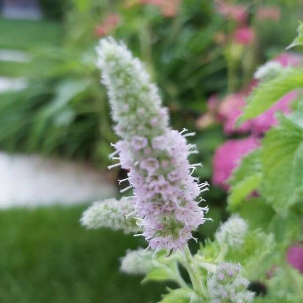 False Apple Mint (Mentha X Rotundifolia) Care Guide: Water, Soil ...