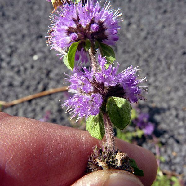 Mentha X Verticillata Care Guide: Water, Soil & Propagation - Plantiary