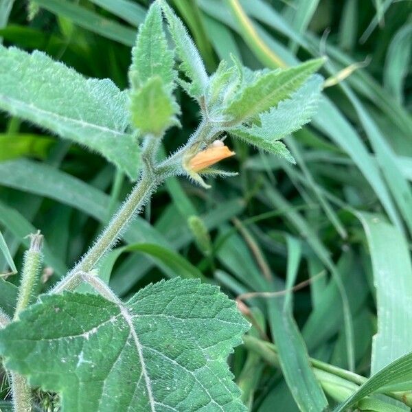 Tropical Blazingstar (Mentzelia Aspera) Plant Care & How to Grow, Water