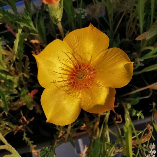 Sierra Blazingstar (Mentzelia Crocea) Plant Care & How to Grow, Water