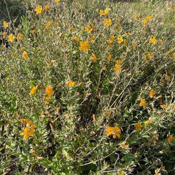 Streambank Blazingstar (Mentzelia Incisa) Plant Care & How to Grow, Water