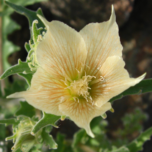 White Bract Stickleaf (Mentzelia Involucrata) Plant Care & How to Grow ...