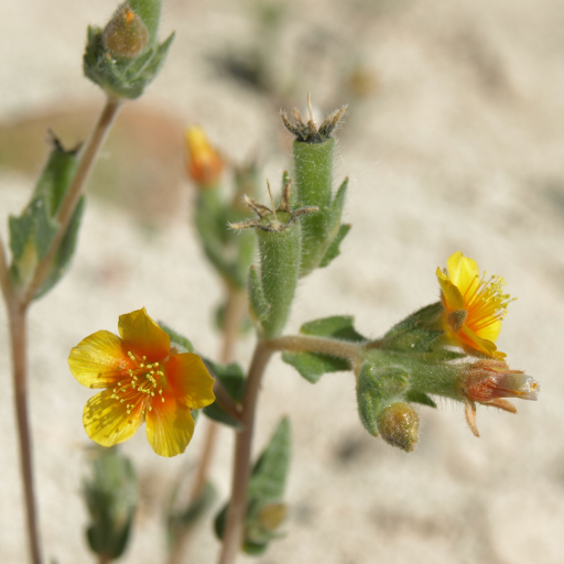 Mountain Stickleaf (Mentzelia Montana) Plant Care & How to Grow, Water