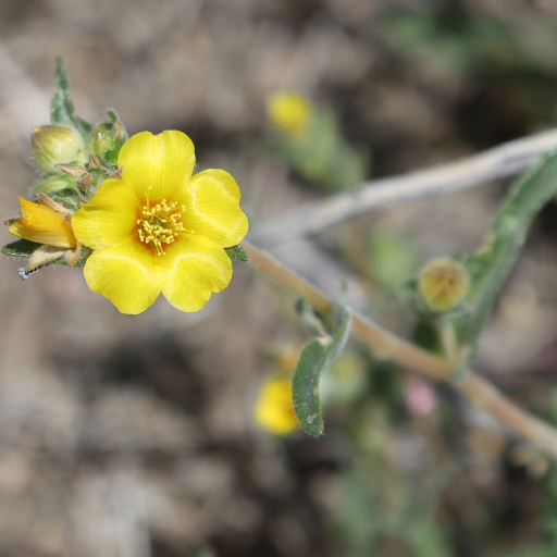 Shining Blazingstar (Mentzelia Nitens) Plant Care & How to Grow, Water
