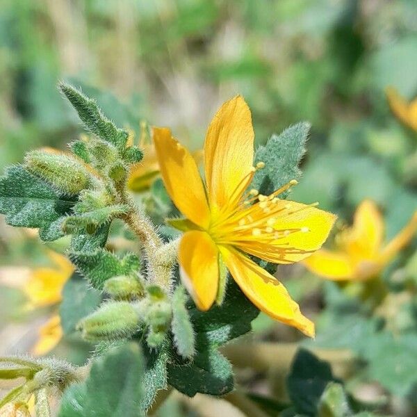 White-Stemmed Evening-Star (Mentzelia Parvifolia) Plant Care & How to ...
