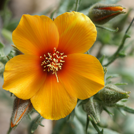 San Joaquin Blazingstar (Mentzelia Pectinata) Plant Care & How to Grow ...