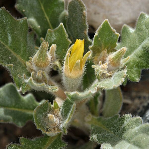 Reflexed Blazingstar (Mentzelia Reflexa) Plant Care & How to Grow, Water