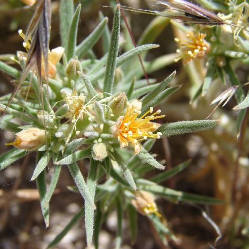 Torrey's Blazing Star (Mentzelia Torreyi) Plant Care & How to Grow, Water