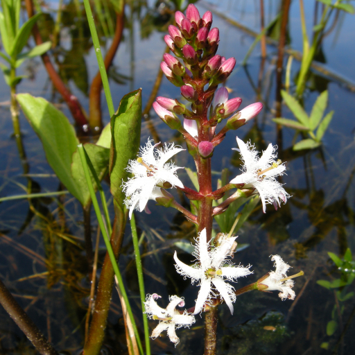 Bogbean (Menyanthes Trifoliata) Plant Care & How to Grow, Water