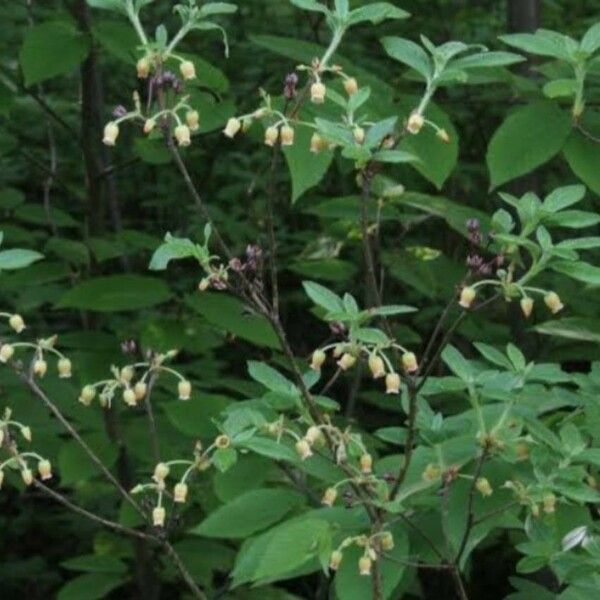 Minniebush (Menziesia Pilosa) Plant Care & How to Grow, Water