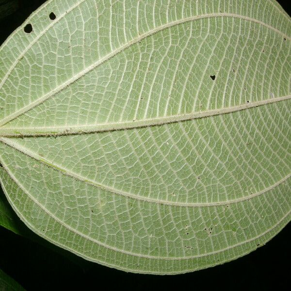 Meriania Grandiflora Care Guide: Water, Soil & Propagation - Plantiary