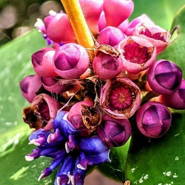 Meriania Macrophylla Care Guide: Water, Soil & Propagation - Plantiary