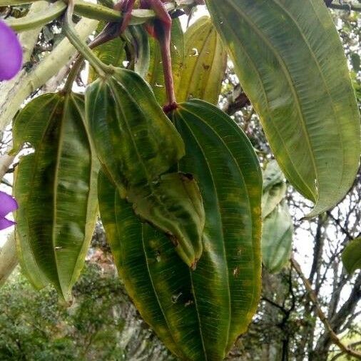 Motley Meriania (Meriania Nobilis) Care Guide: Water, Soil ...