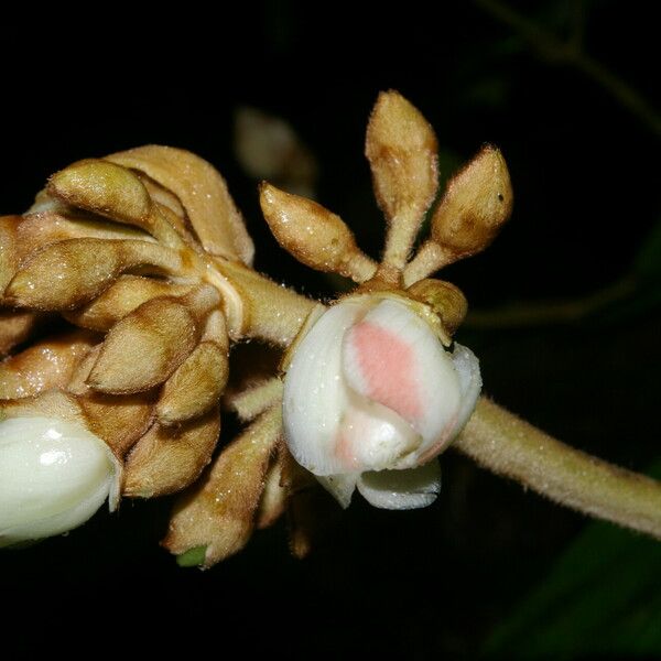 Meriania Phlomoides Care Guide: Water, Soil & Propagation - Plantiary