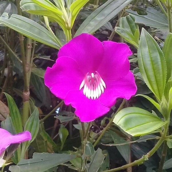 Meriania Speciosa Plant Care & How to Grow, Water