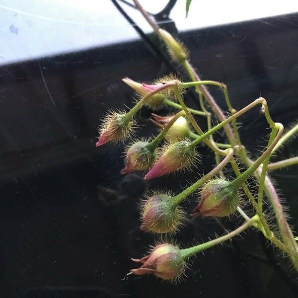 Hairy Woodrose (Merremia Aegyptia) Plant Care & How to Grow, Water