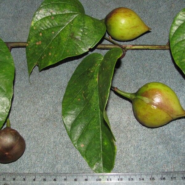 Merremia Discoidesperma Plant Care & How to Grow, Water