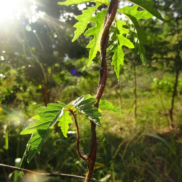 Noyau Vine (Merremia Dissecta) Plant Care & How to Grow, Water