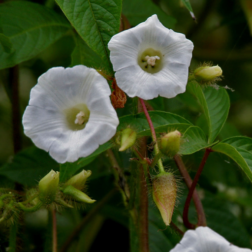 Emarginata Morning Glory (Merremia Emarginata) Plant Care & How to Grow ...