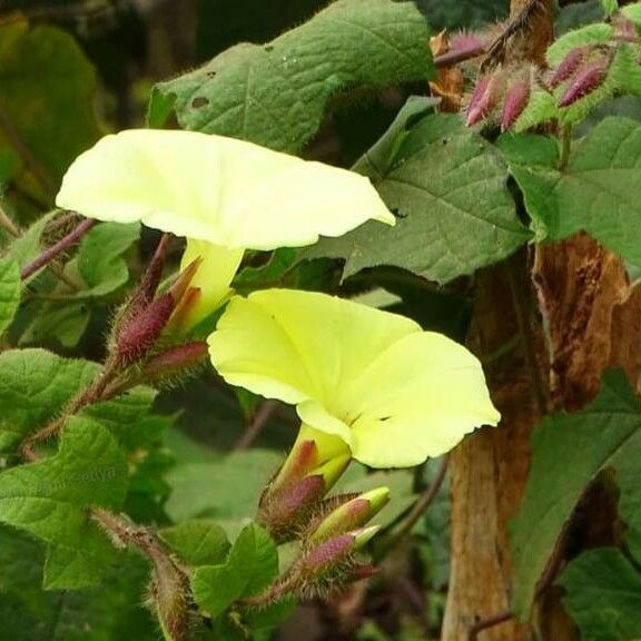 Merremia Vitifolia Plant Care & How to Grow, Water