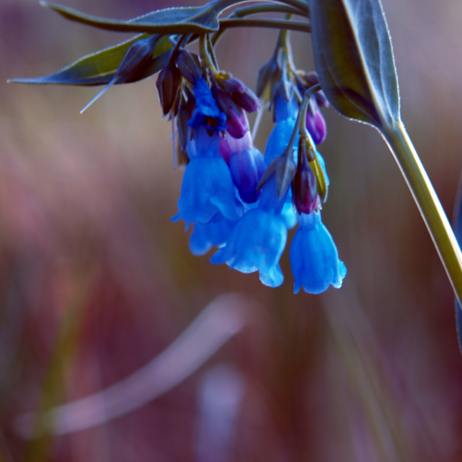 Lance-Leaved Bluebells (Mertensia Lanceolata) Plant Care & How to Grow ...