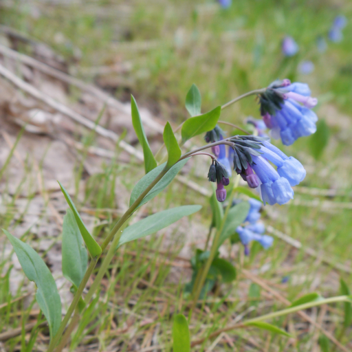 Small Bluebells (Mertensia Longiflora) Plant Care & How to Grow, Water