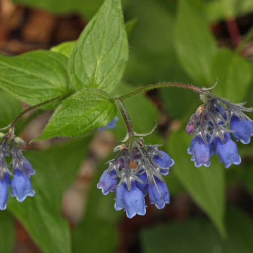 Tall Bluebells (Mertensia Paniculata) Plant Care & How to Grow, Water
