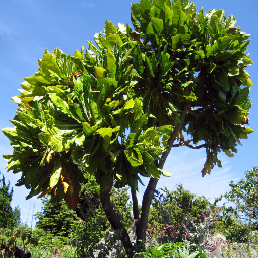 Meryta Denhamii Plant Care & How to Grow, Water
