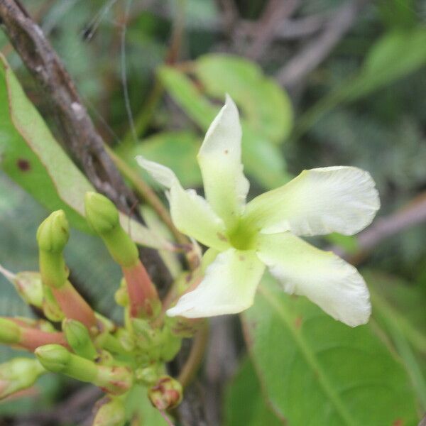 Mesechites Trifidus Care Guide: Water, Soil & Propagation - Plantiary