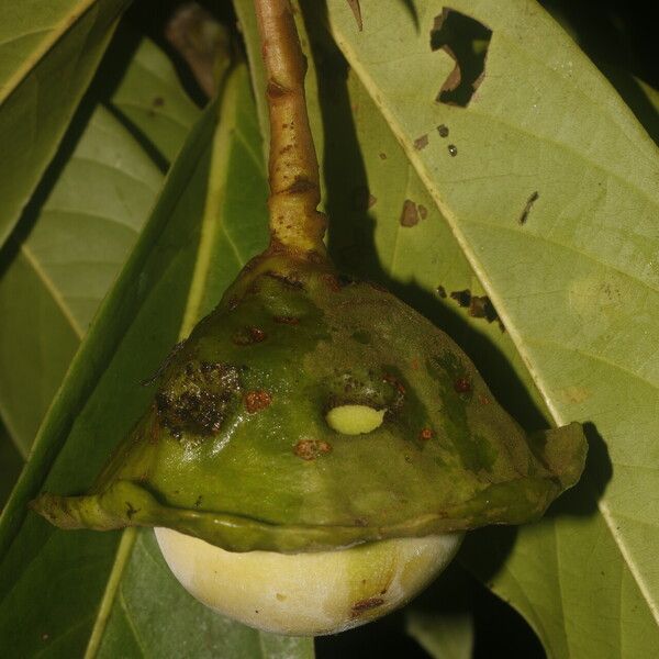 Mespilodaphne Morae Plant Care & How to Grow, Water