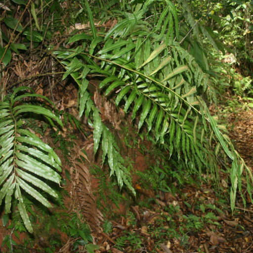 Silk Fern (Metaxya Rostrata) Plant Care & How to Grow, Water