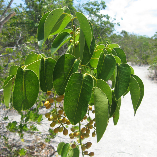 Poisonwood (Metopium Toxiferum) Plant Care & How to Grow, Water