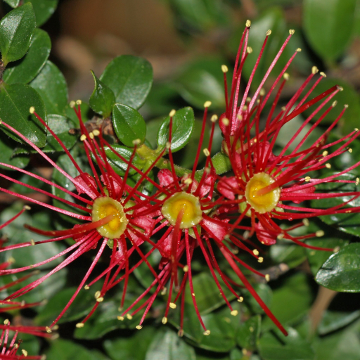 Crimson Rata (Metrosideros Carminea) Plant Care & How to Grow, Water