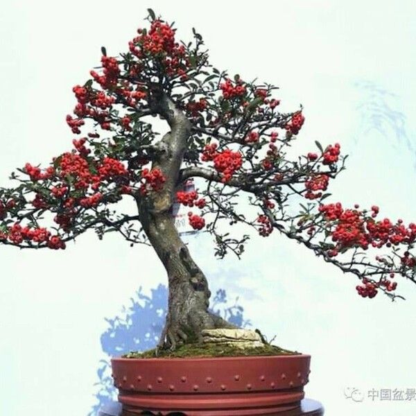 Metrosideros Dolichandra Care Guide: Water, Soil & Propagation - Plantiary