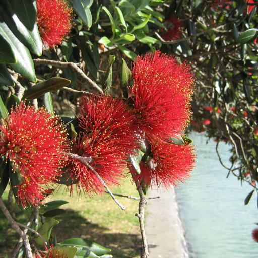 Metrosideros Elegans Plant Care & How to Grow, Water